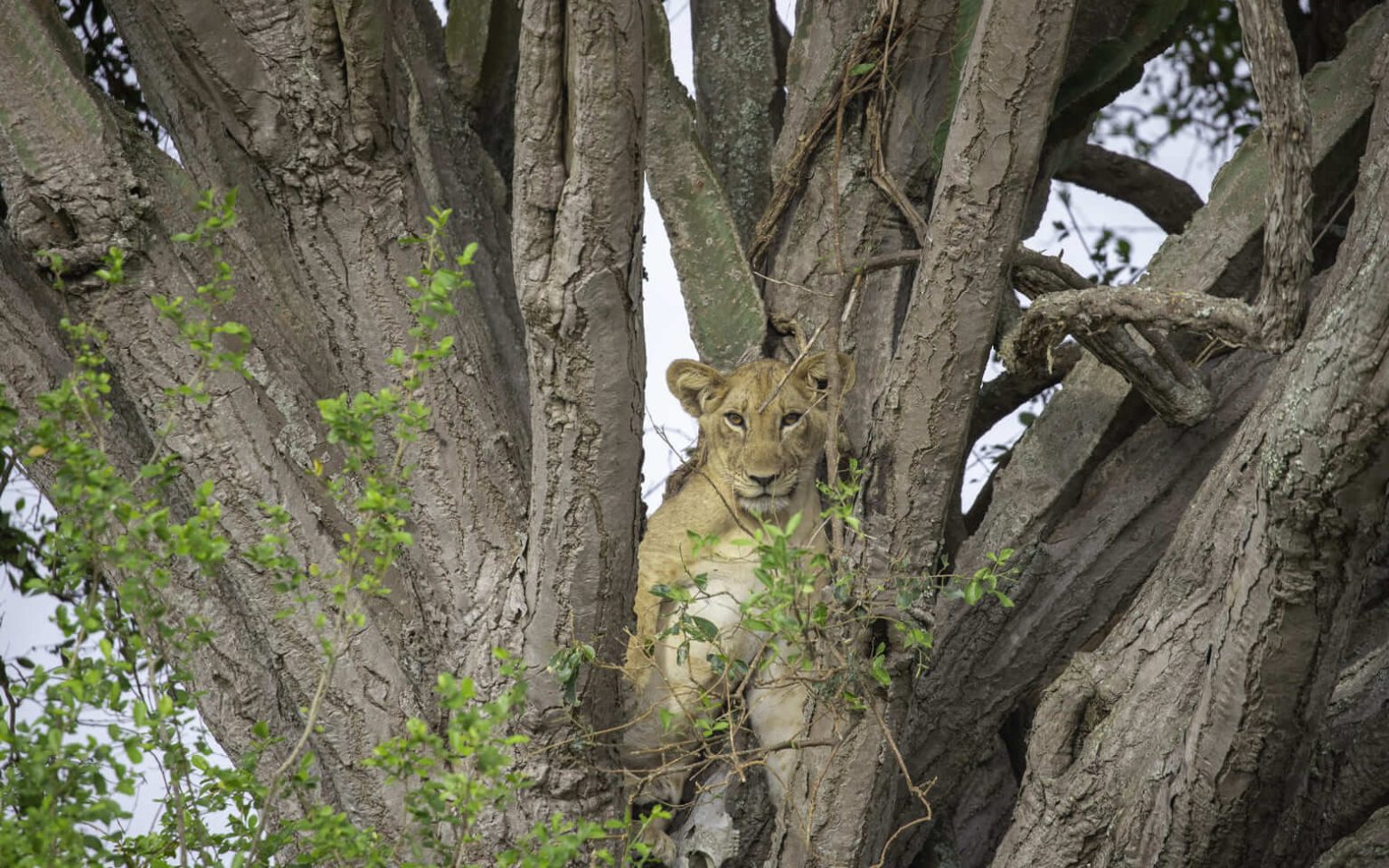 The Rich History of Tooro Kingdom: A Legacy of Royalty and Culture ...